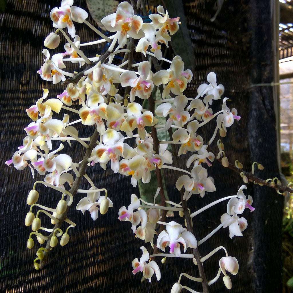 Phal. celebensis (RARE MOTTLED SPECIES) – The Orchid Patio