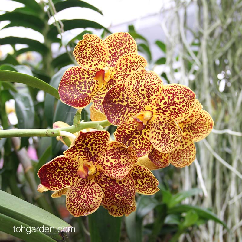 Australia Orchids Express | Orchids For Sale | The Orchid Patio