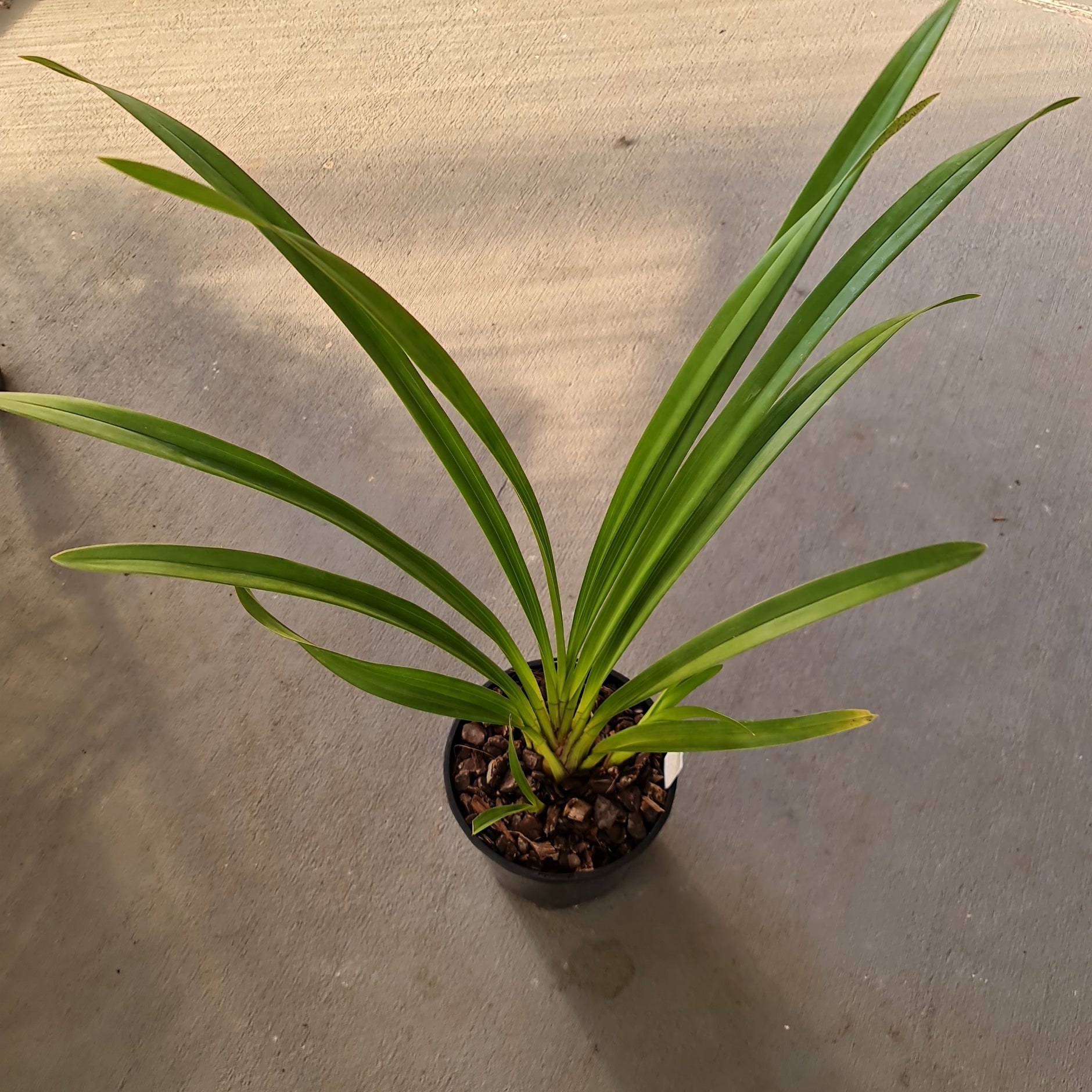 Paphiopedilum Frank Booth ( Paph. Stonei x Paph. Parishii) – The Orchid ...