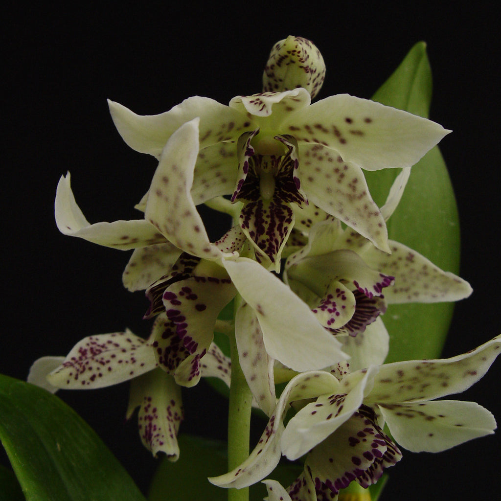 Dendrobium Roy Tokunaga ‘Geoff’ (atroviolaceum x johnsoniae) – The ...
