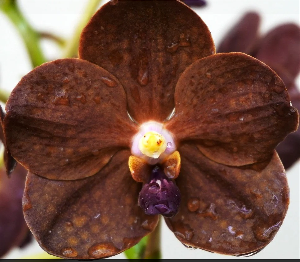 Vanda Redland Chocolate 'Dark Chocolate' – The Orchid Patio