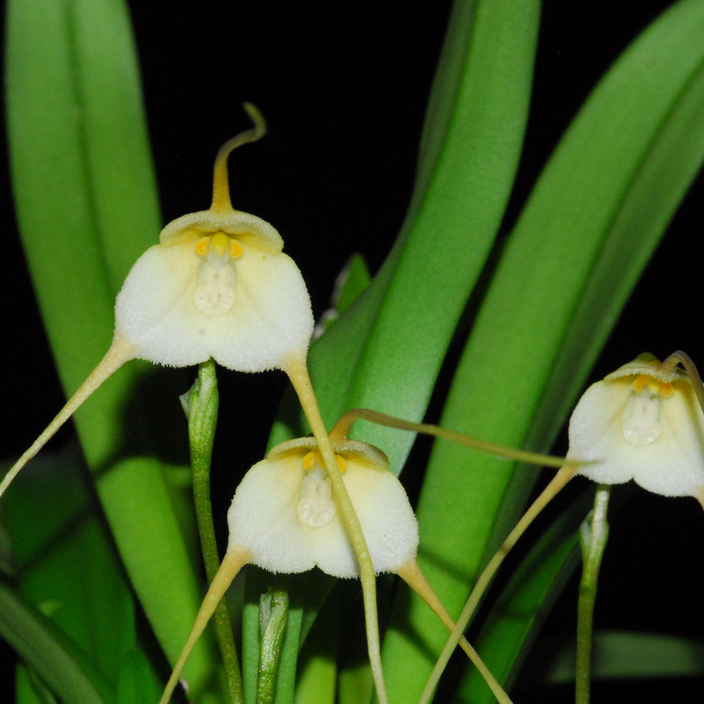 Dracula velutina xanthina (Monkey Face Orchid) – The Orchid Patio