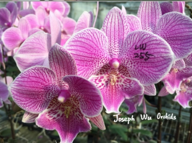 Phal. Sexy Venus 'Leopard' MC (Mottled Leaved) – The Orchid Patio