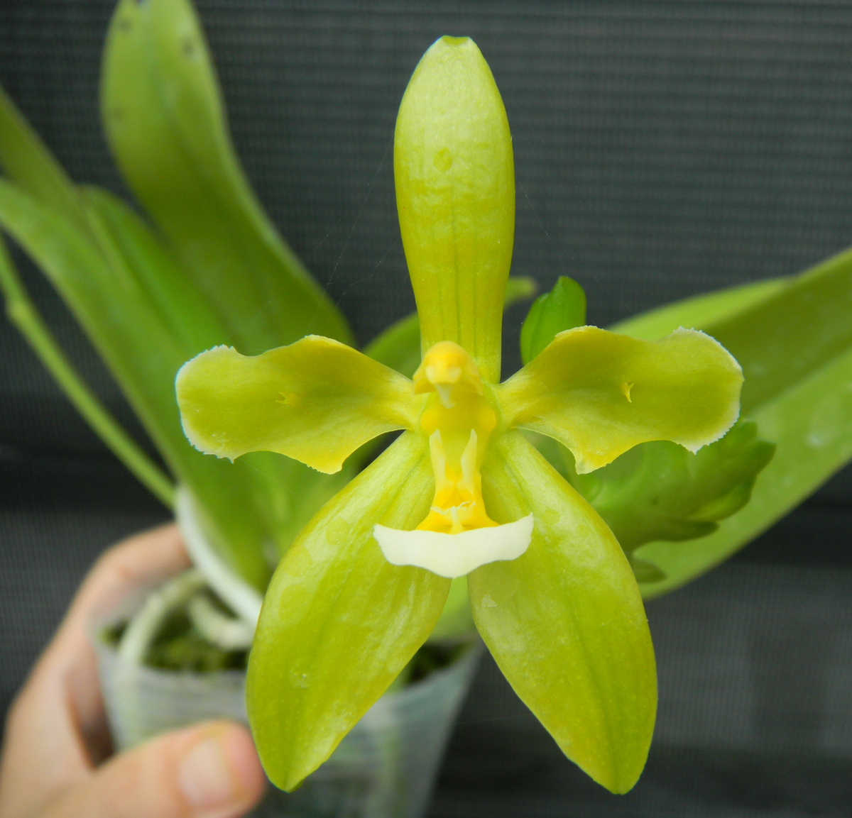 Phalaenopsis cornu-cervi var. flava 'Wave-Peloric' (Meristem, Rare Spe ...