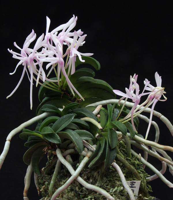 Neofinetia falcata – The Orchid Patio