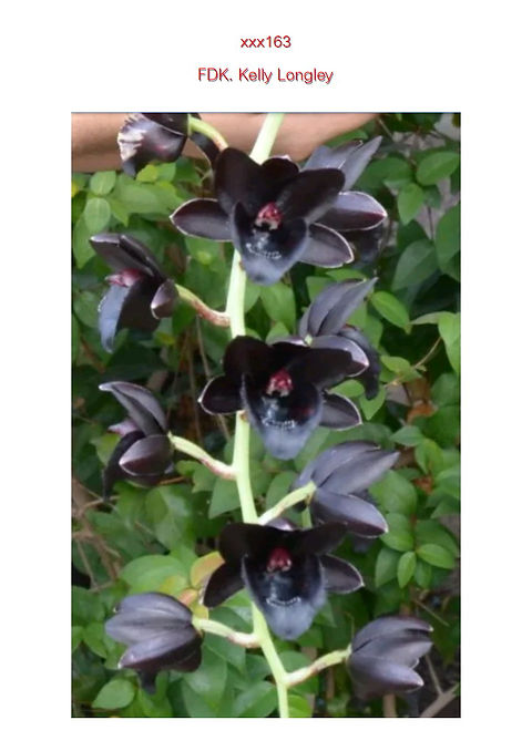 Fdk. Kelly Longley 'Black' – The Orchid Patio