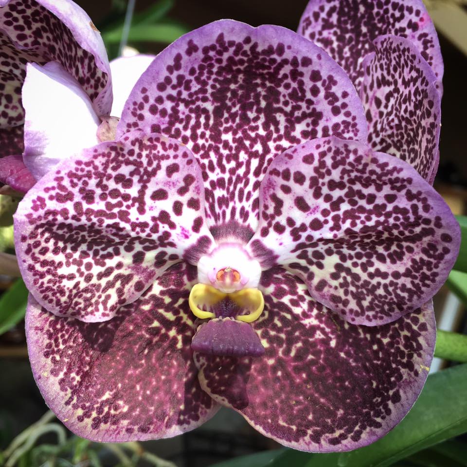 Vanda Kulwadee Fragrance # 331 – The Orchid Patio
