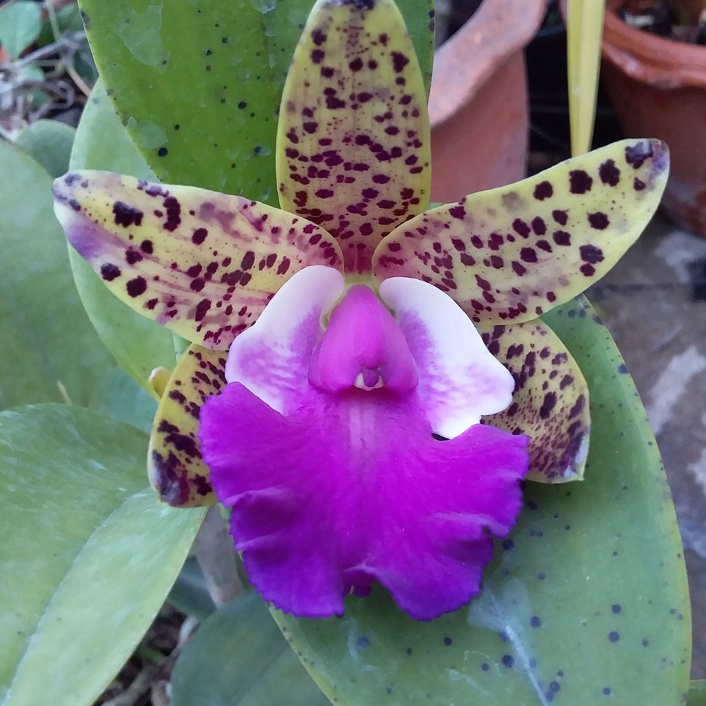 Cattleya Thospol Spot × Cattleya aclandiae – The Orchid Patio