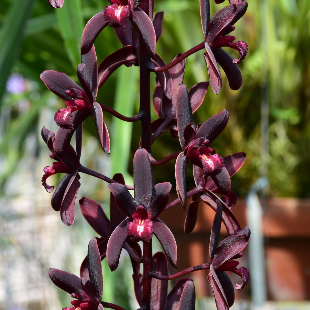 Cymbidium Australian Midnight (LARGE PLANTS) – The Orchid Patio