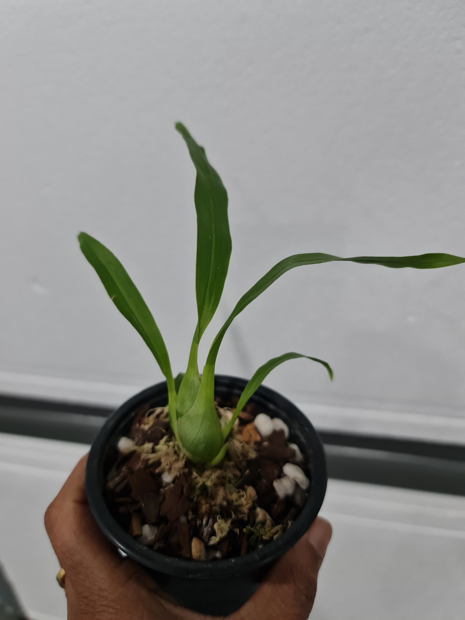 About Us – The Orchid Patio