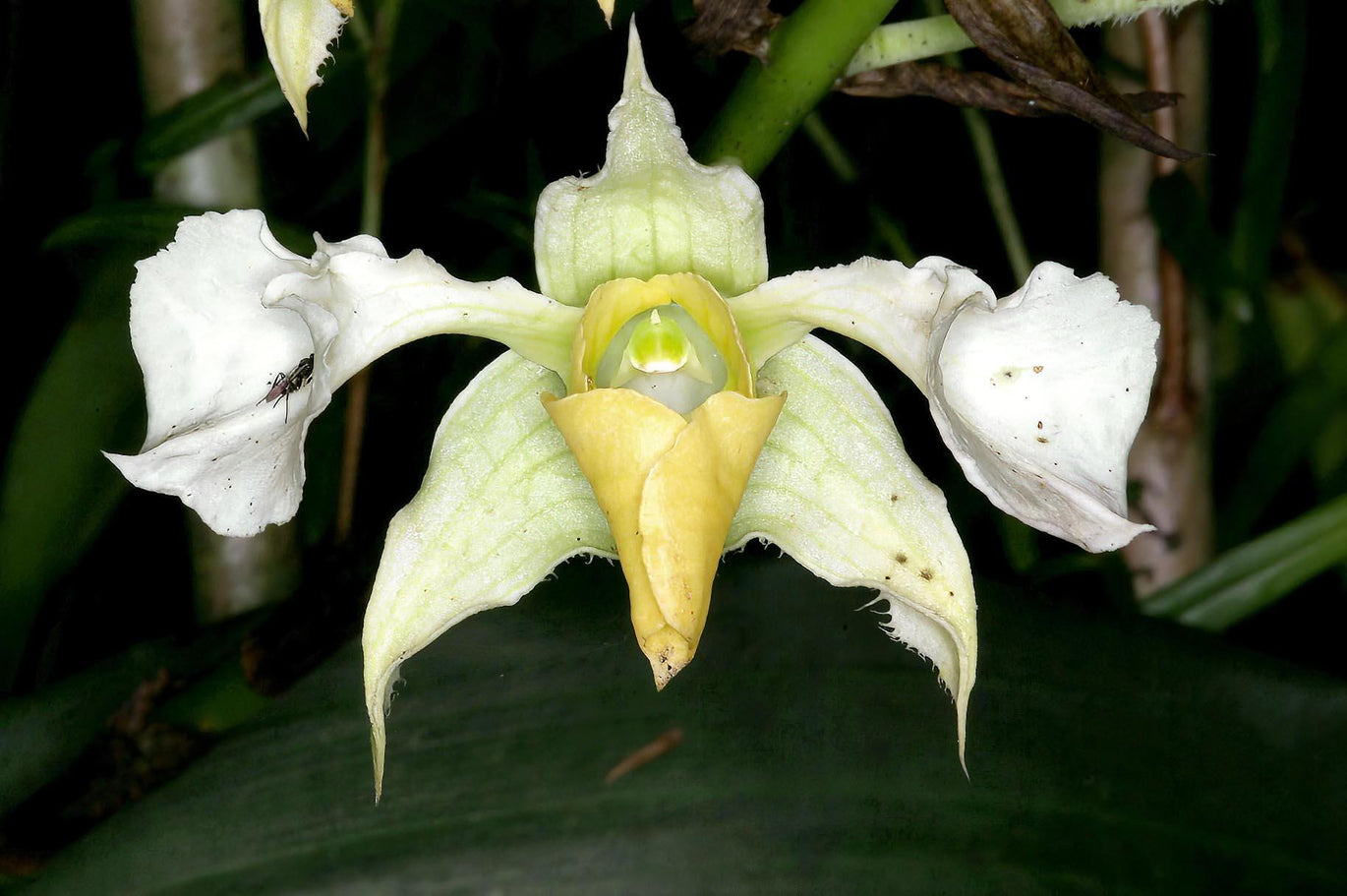 Dendrobium Farmeri Care Guide – The Orchid Patio