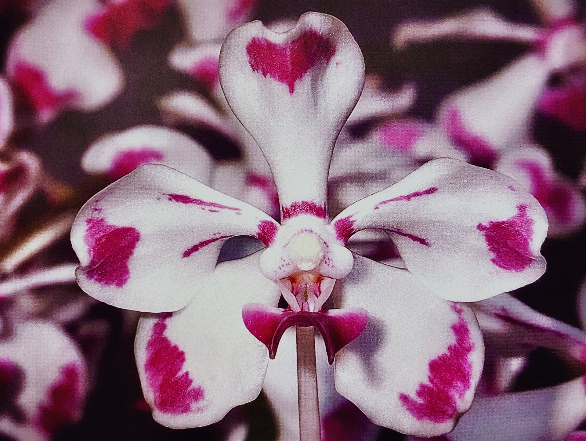 Vanda luzonica (Rare Species) – The Orchid Patio