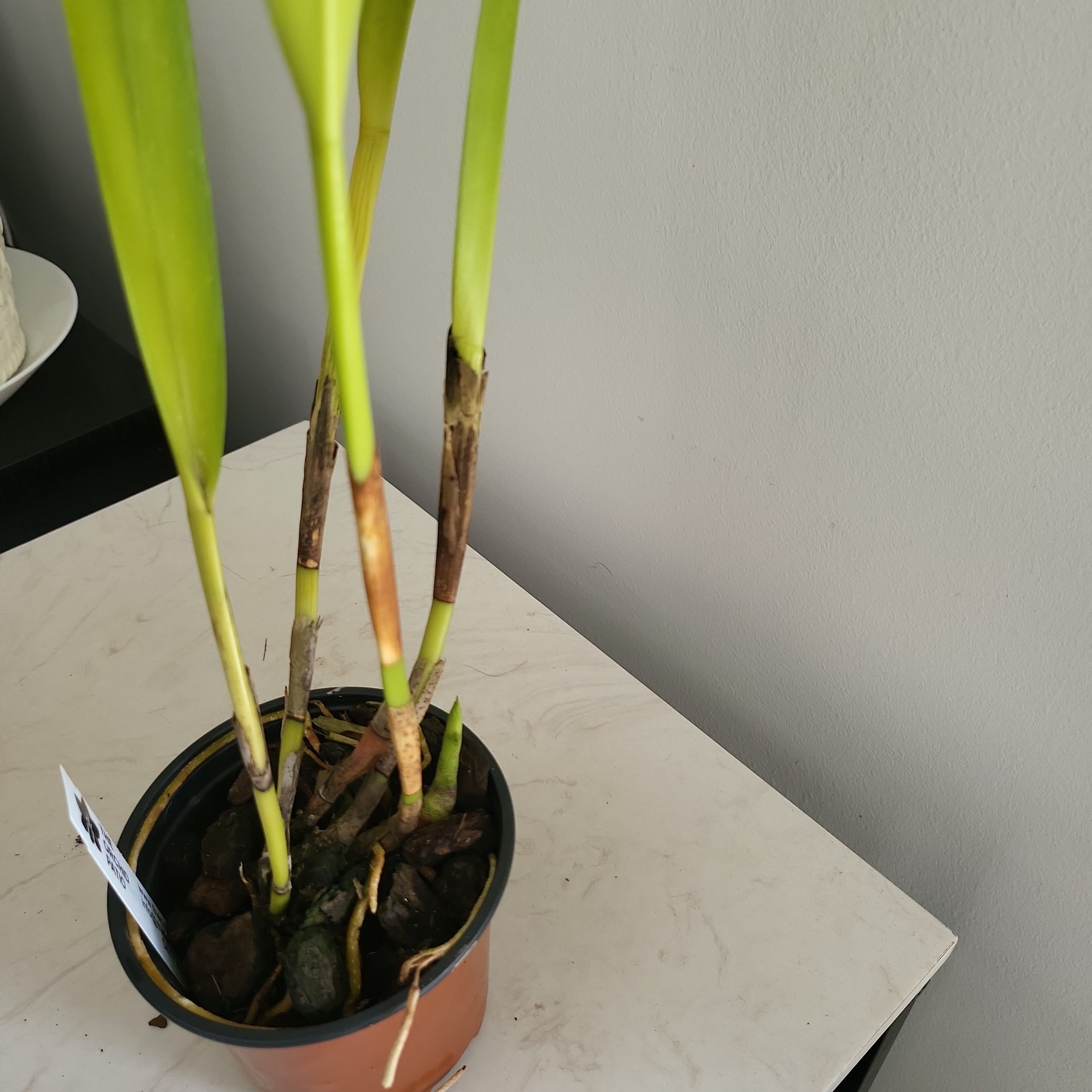 Arpophyllum giganteum – The Orchid Patio