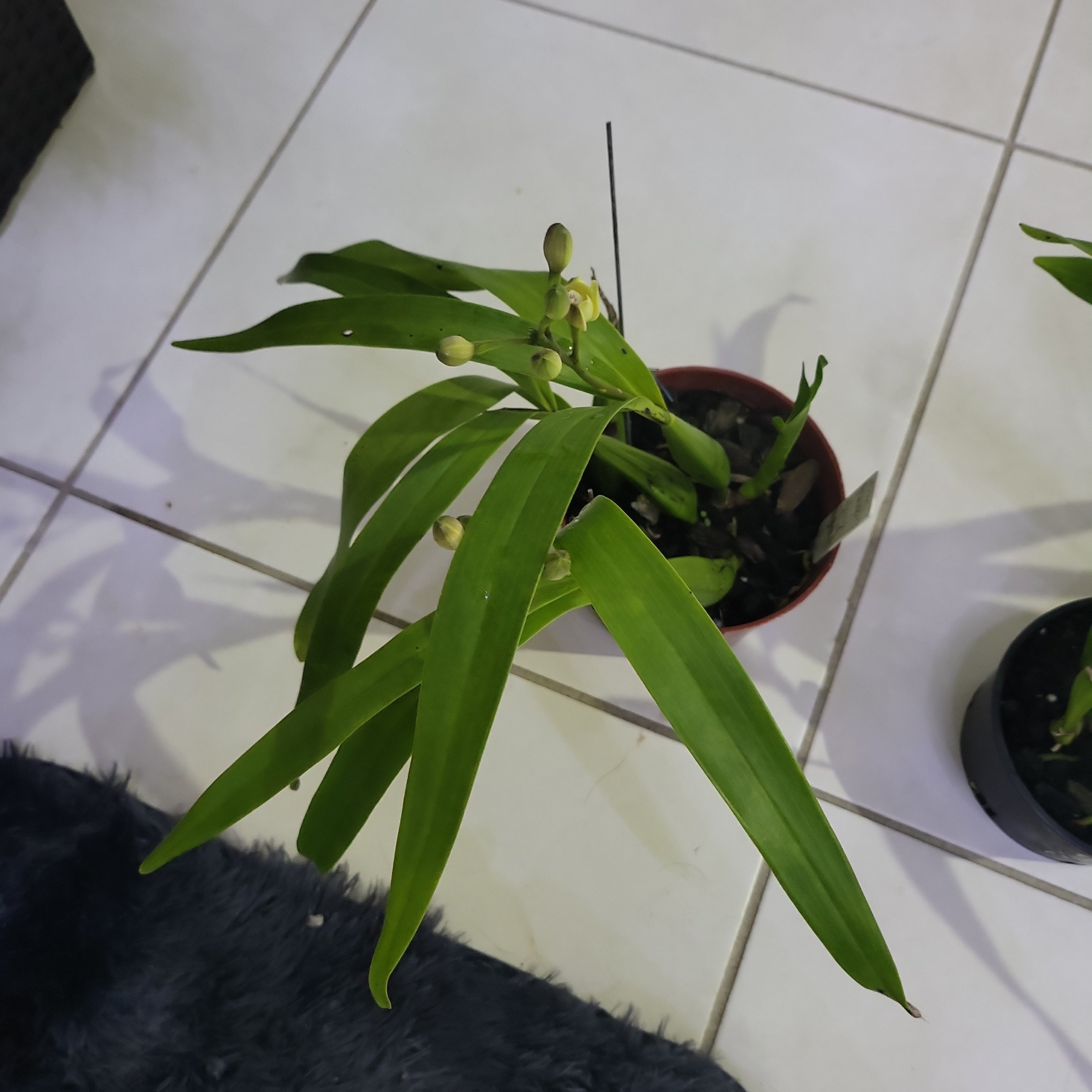 Prosthechea radiata (Fragrant Species) IN SPIKKE NOW ! – The Orchid Patio