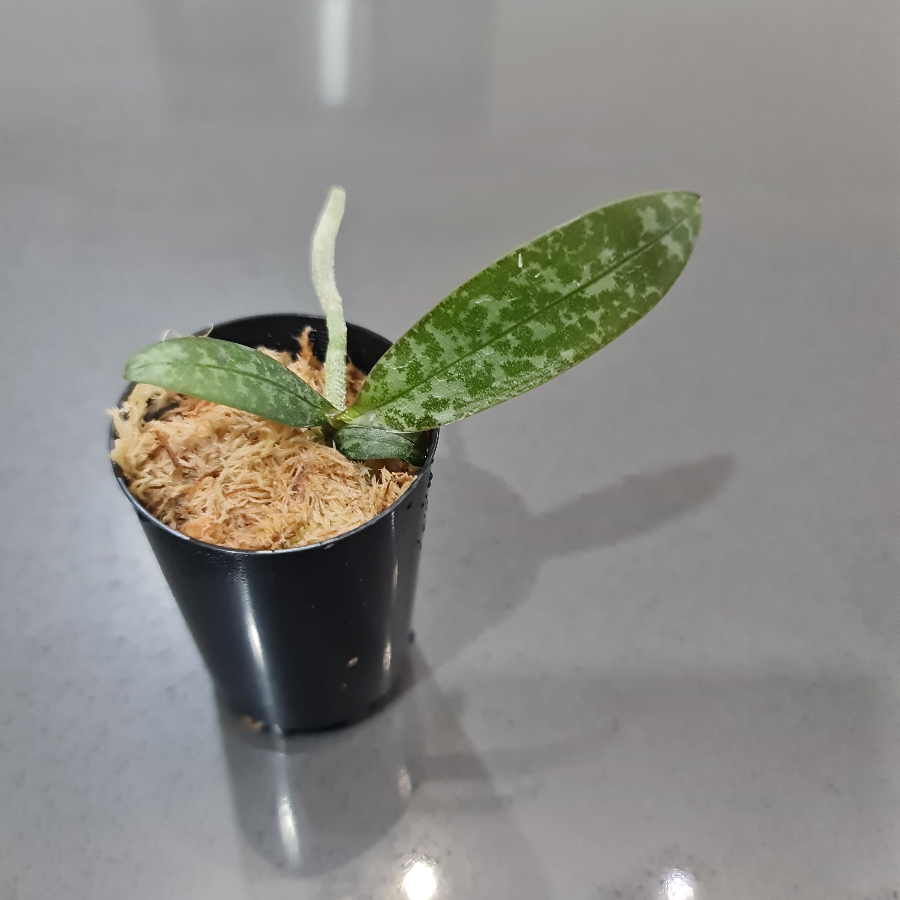 Phal. celebensis (RARE MOTTLED SPECIES) – The Orchid Patio