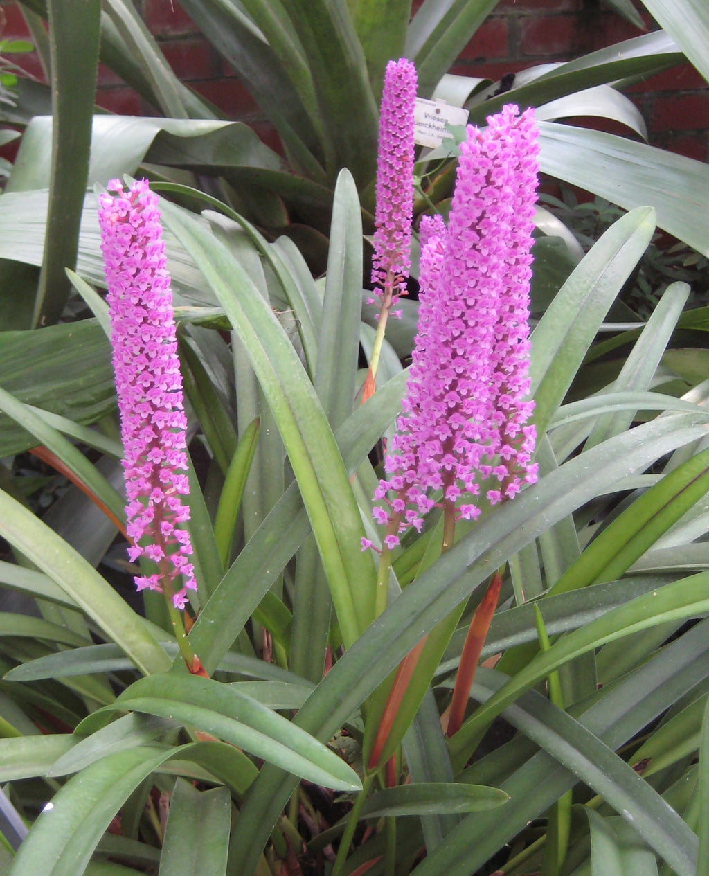 Arpophyllum giganteum – The Orchid Patio