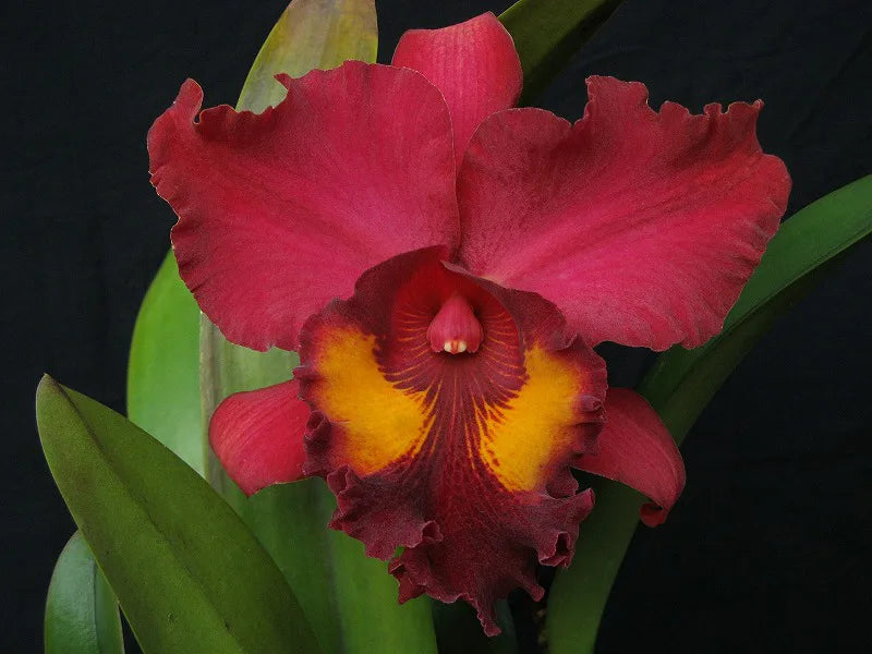 Rlc. Shinfong Crown ( In Flower Sheath) – The Orchid Patio