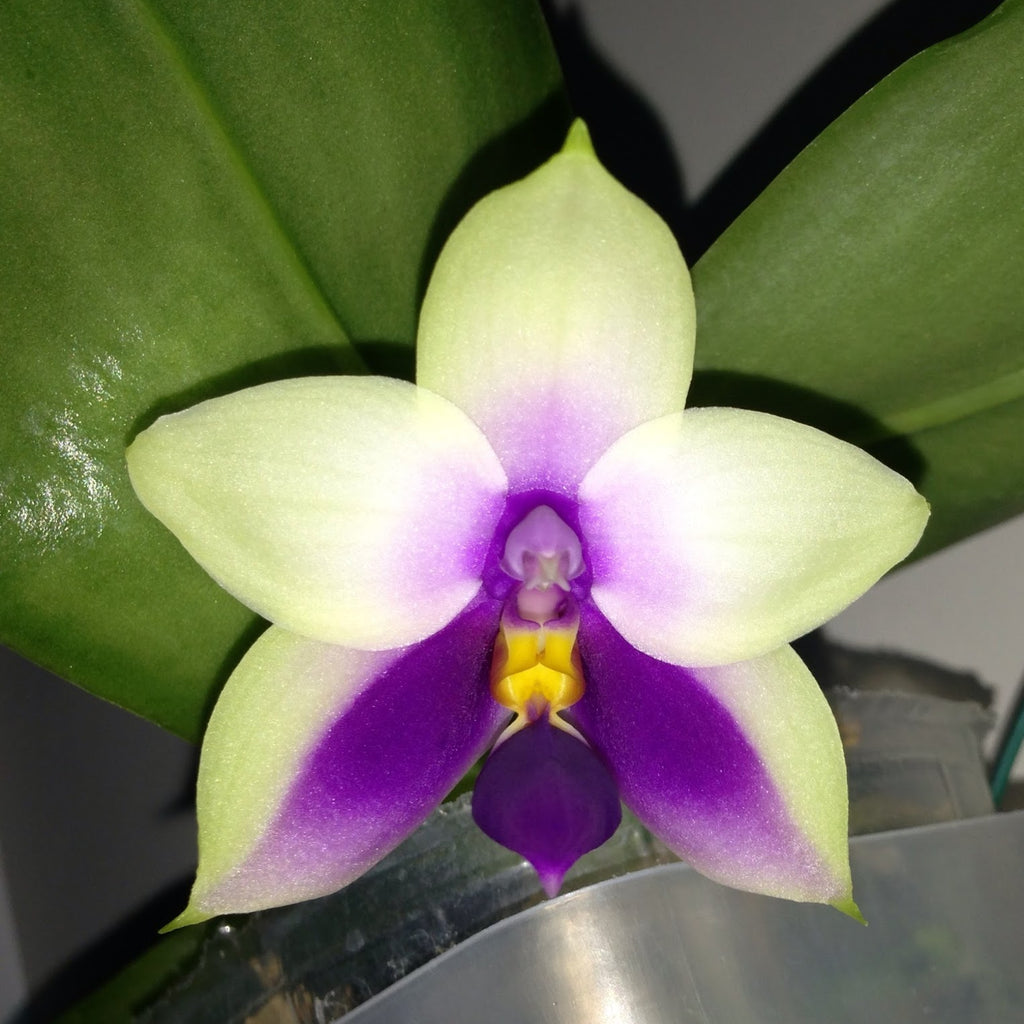 Phalaenopsis bellina 'Blue' (Rare Fragrant Species) – The Orchid Patio