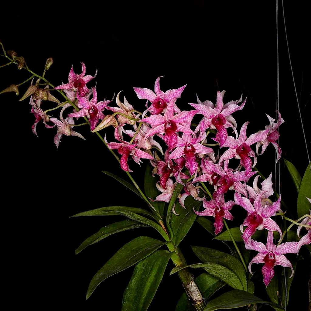 Dendrobium Hawaii Spectacular (Den spectabile x Den Big Alex) Latuorea ...