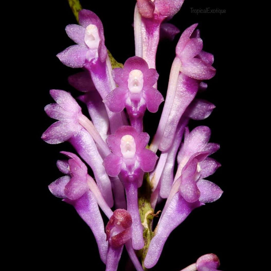 Robiquetia pachyphylla (RARE FLOWERING SIZE SPECIES) – The Orchid Patio